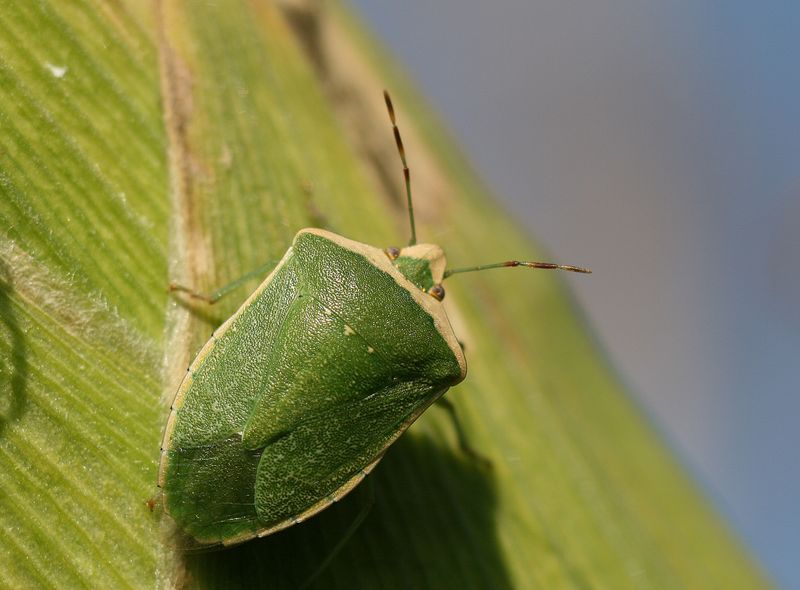 Larraga al natural: Chinche verde